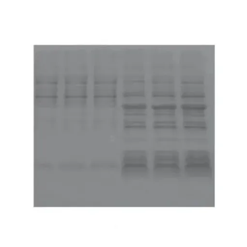 Ponceau S Solution - BioPremier