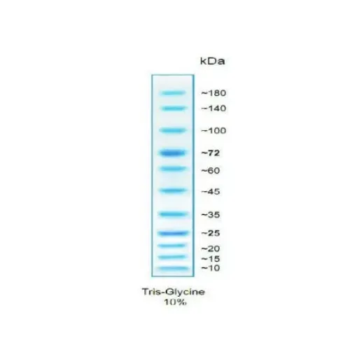 GRS Protein Marker Blue (100 lanes) - BioPremier